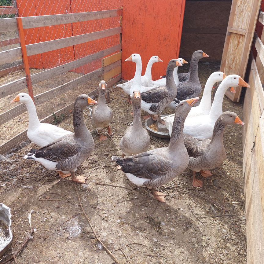 Продаются домашние гуси
