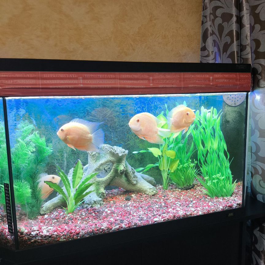 Аквариум с рыбками