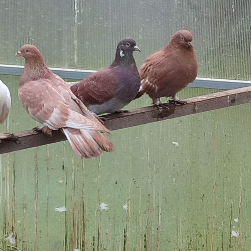 Продажа голубей