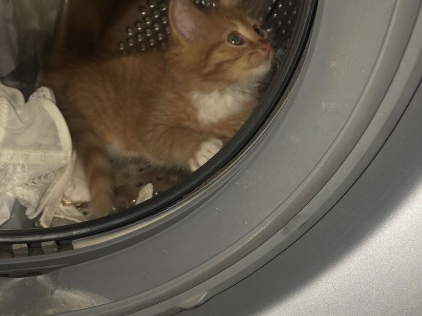 Отдам котенка в добрые руки