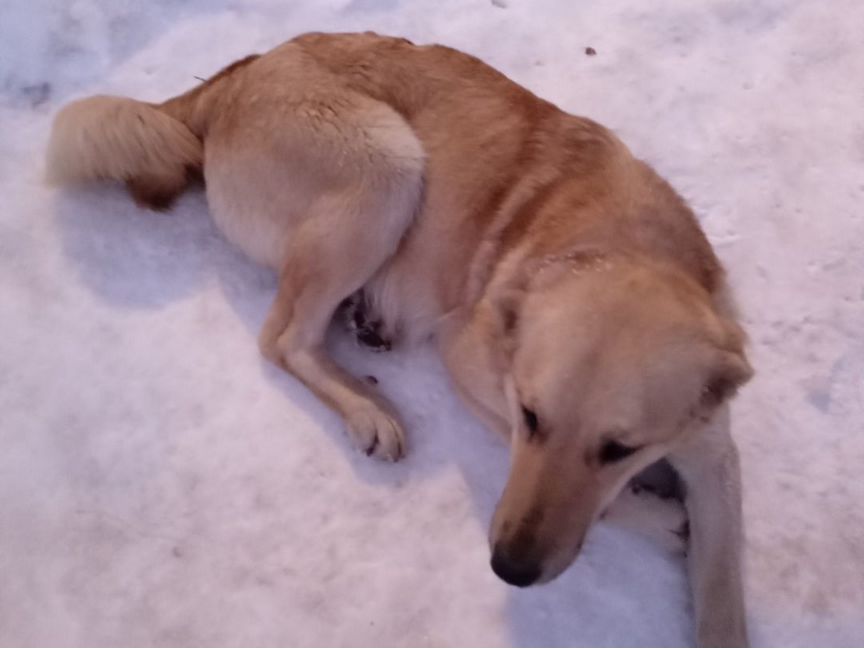 Возьмите на время беременную собаку