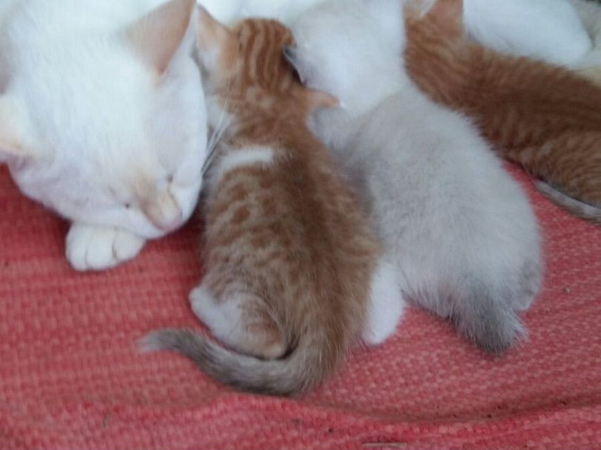 Отдам котят в добрые руки