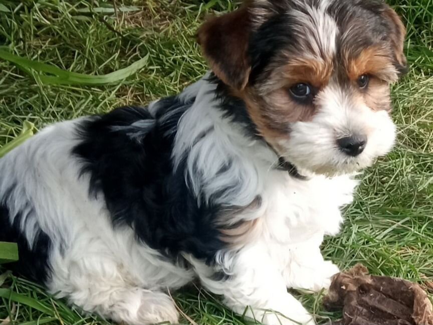 Животное выходного дня