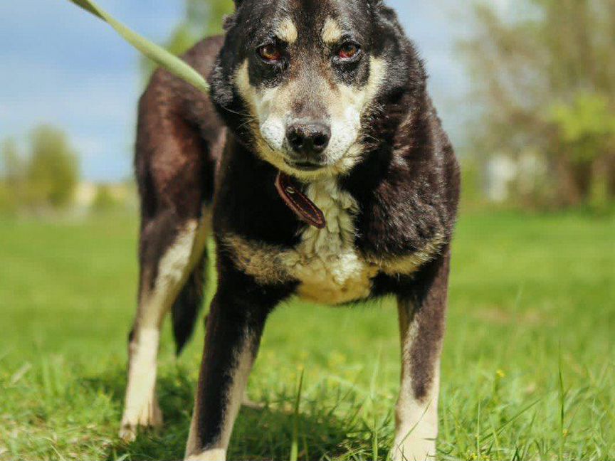 Собака в добрые руки Лаки