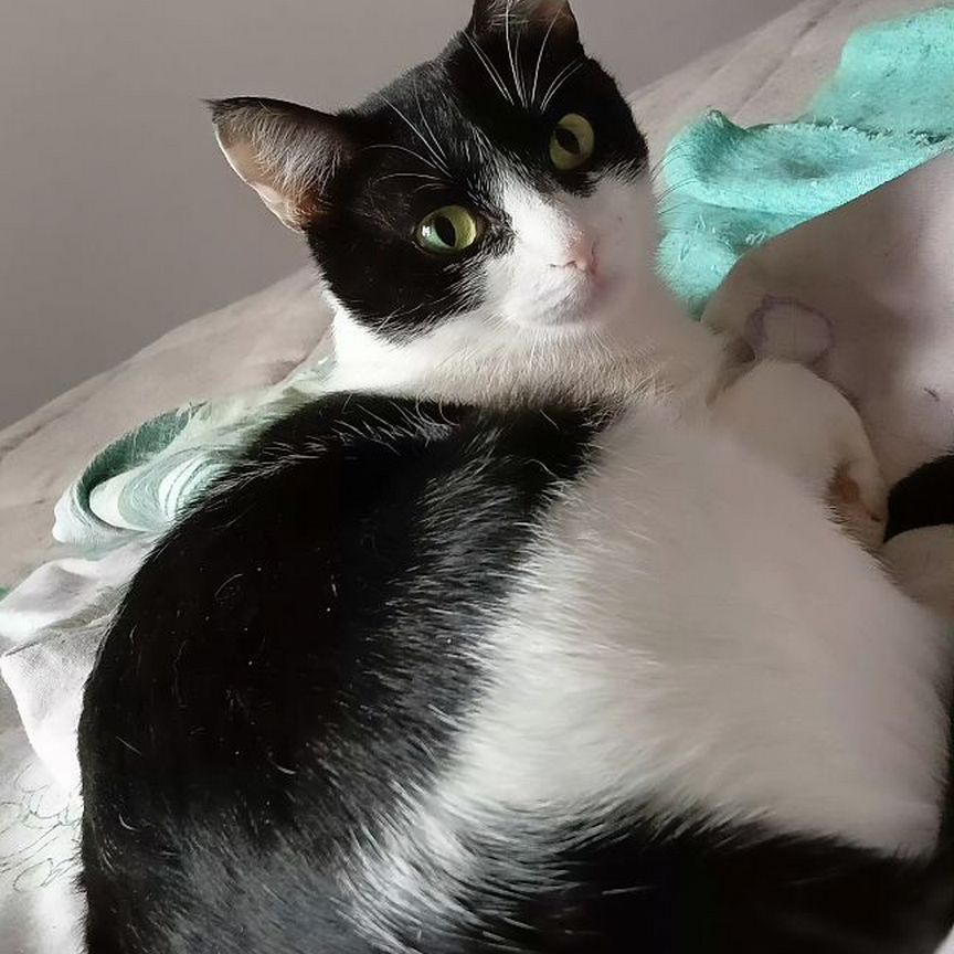 Кошка Маня ищет дом