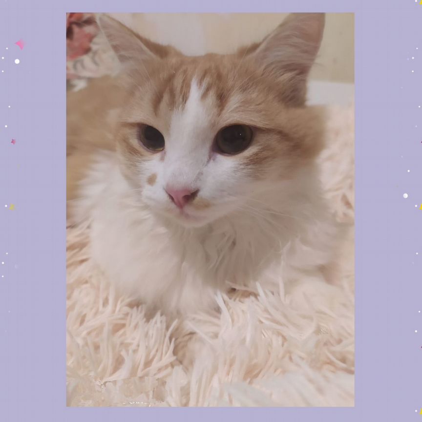 Котенок Марципан, доставка до дома
