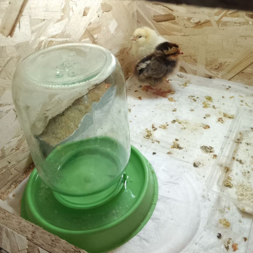 Цыплята суточные доминанты