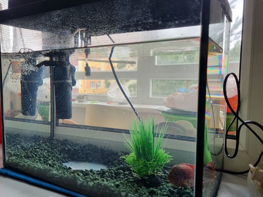 Аквариум с рыбкой