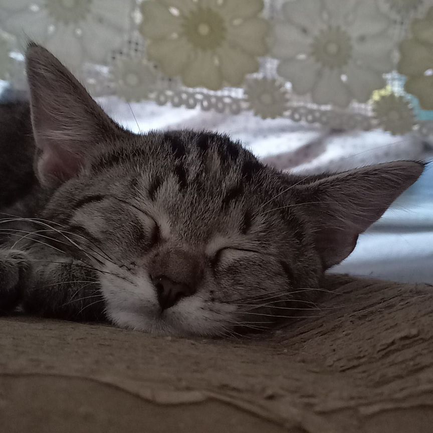 Сладкая котёнка Катюшка ищет дом