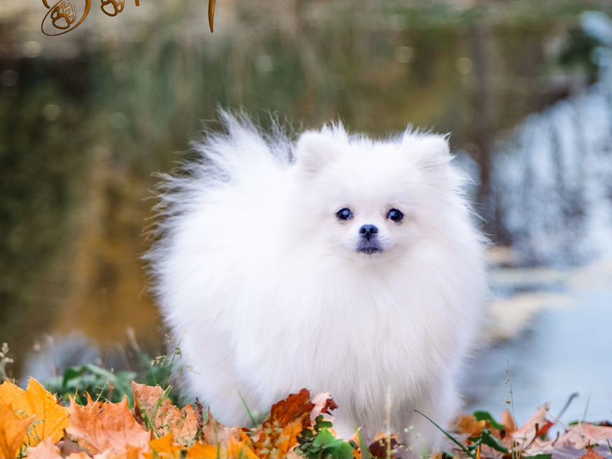 Белая помераночка