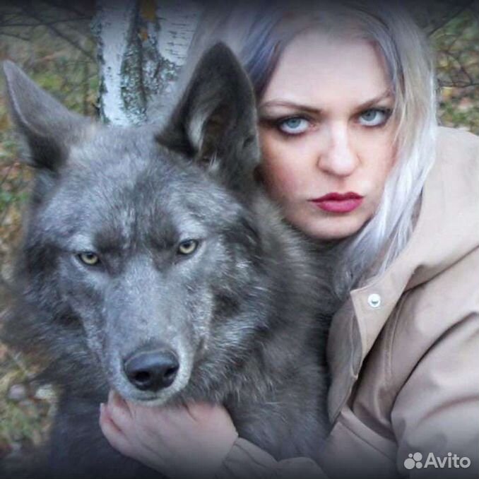 Голубой волкособ