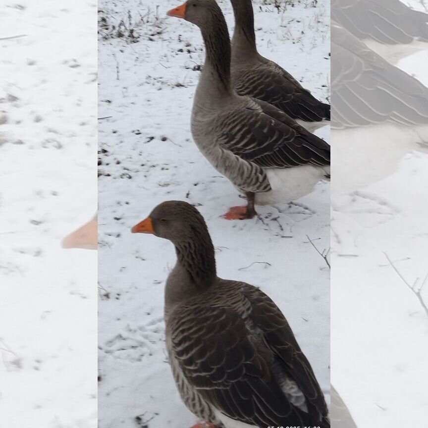 Крупные серые гуси