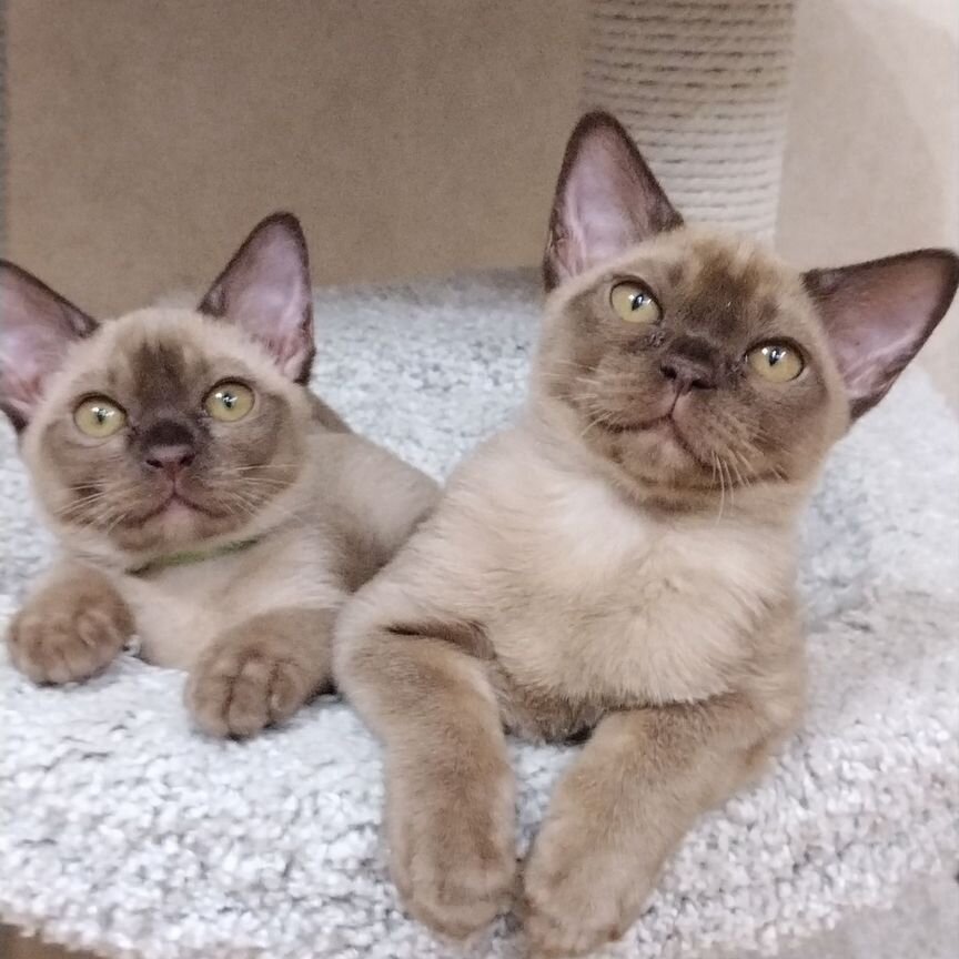 Бурмансие котята