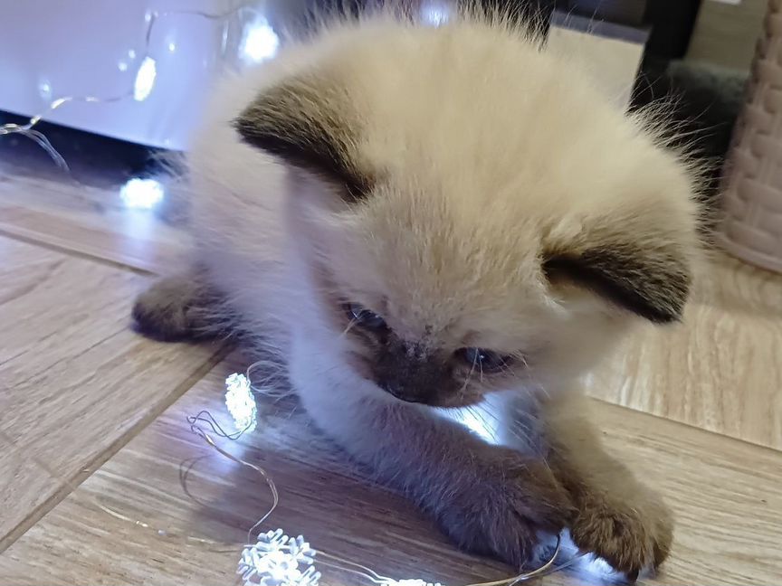 Голубоглазая британка