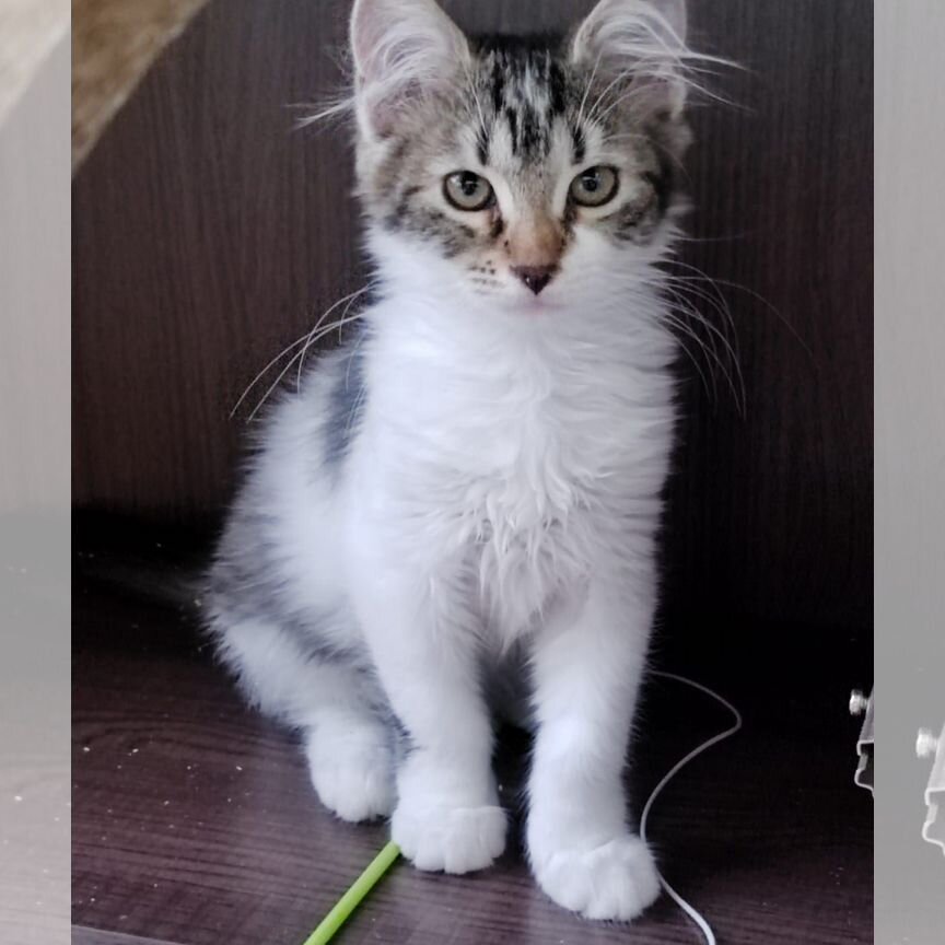 Отдам котенка в добрые руки