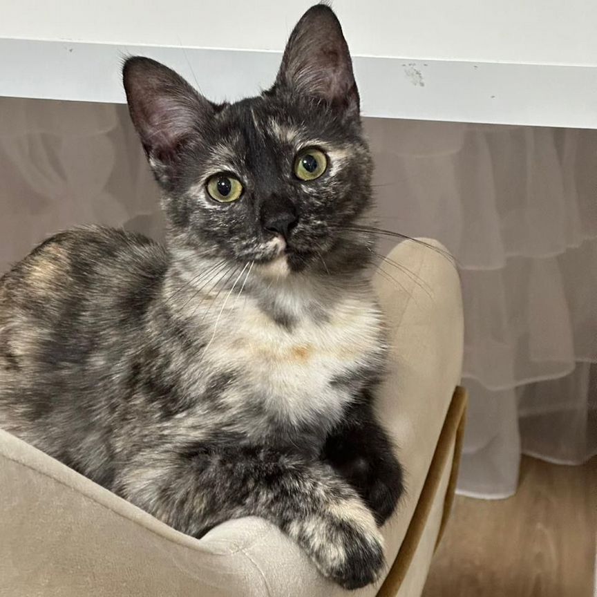 Котенок в приюте
