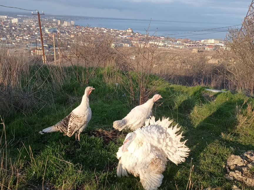 Индюки на племя