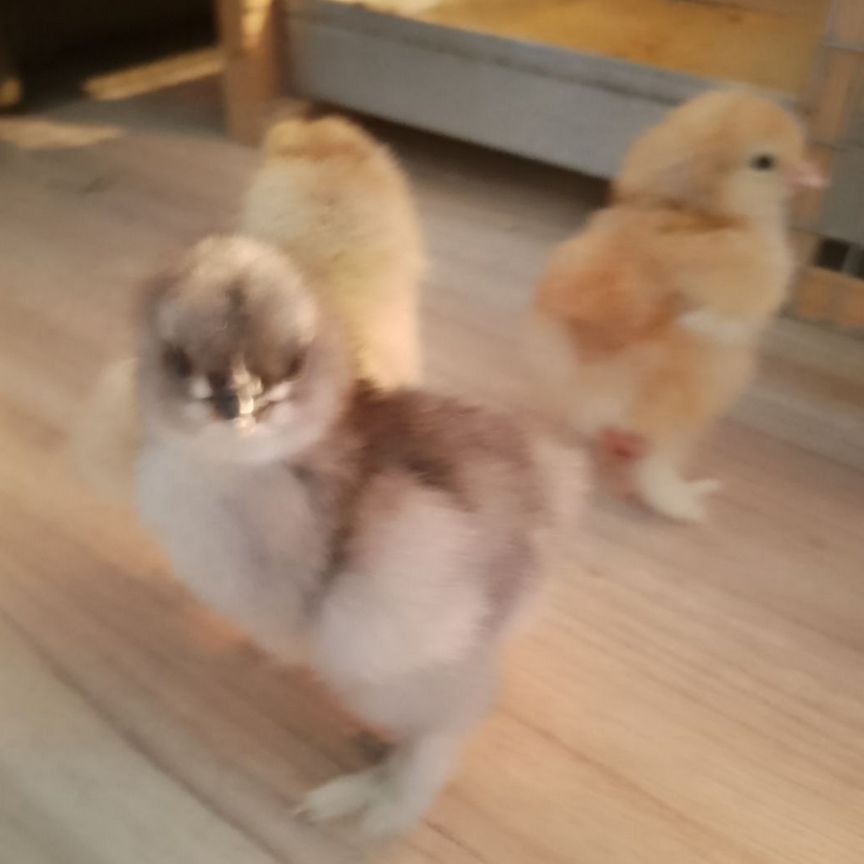 Домашние цыплята