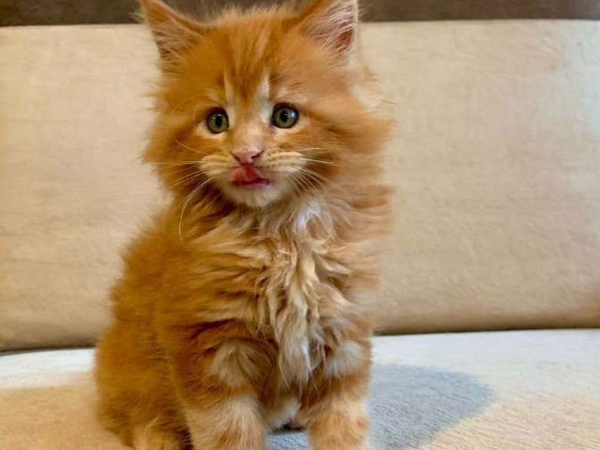 Продам чистокровного котёнка Мейн куна