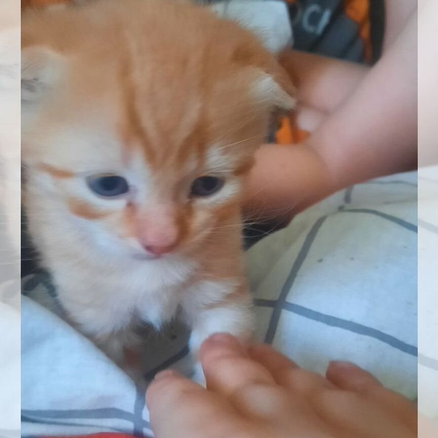 Шотландский вислоухий короткошёрстный котёнок