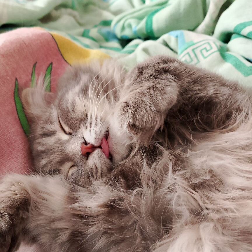 Шотландская вислоухая длинношёрстная кошка, взрослая