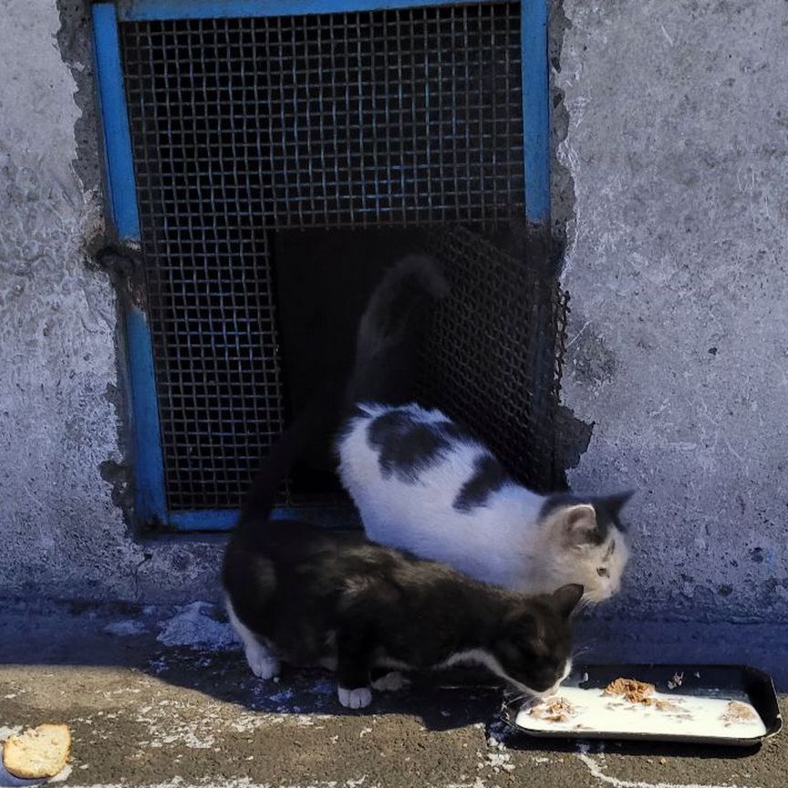 Котята 3-4 месяца
