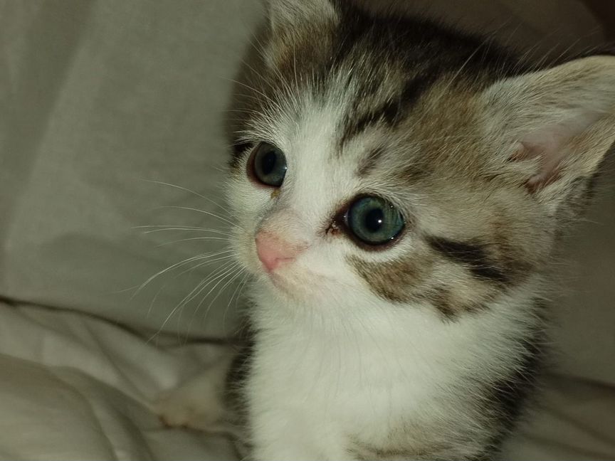 Котята в добрые руки даром девочка