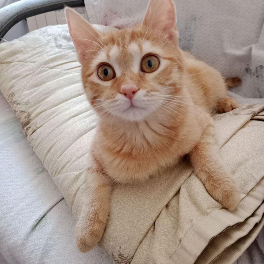 Котёнок в добрые руки