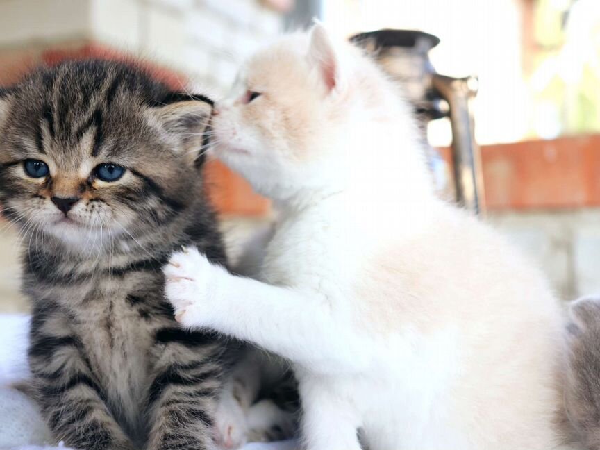 Шотландские котята