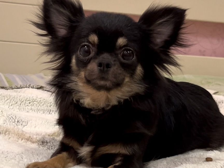 Чихуахуа красивая взрослая девочка