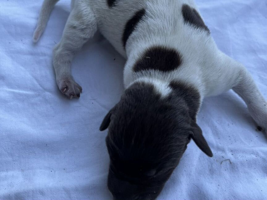 Охотничьи собаки, рабочие, хорошие