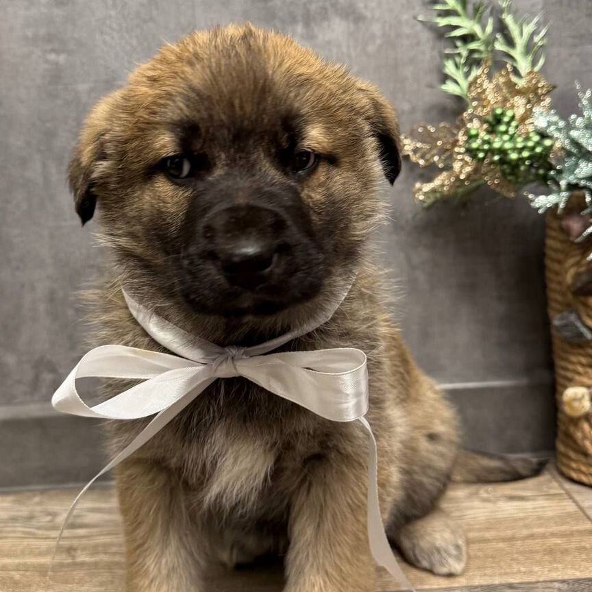 Брошенны щенки