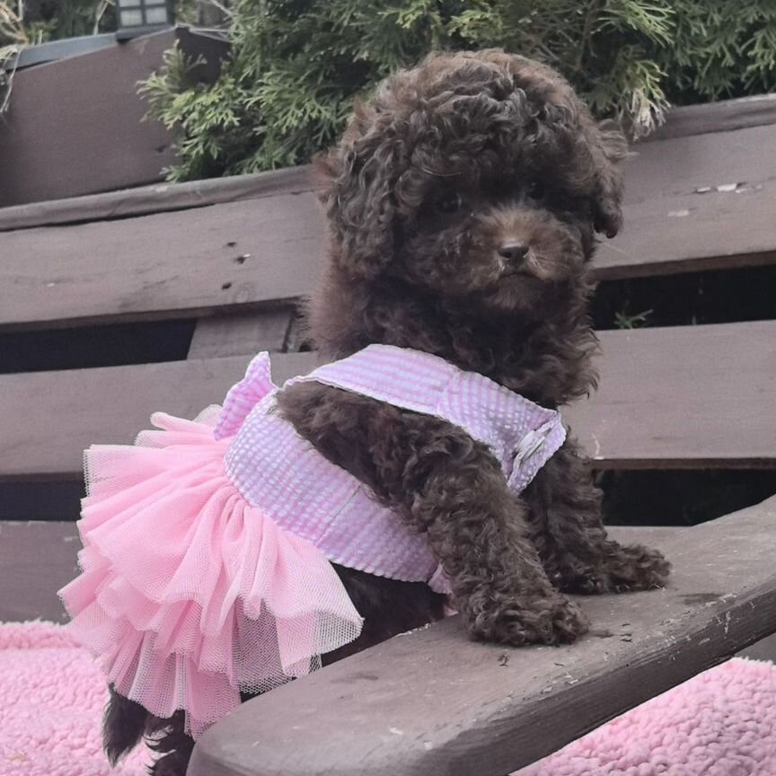 Мальтипу, щенок