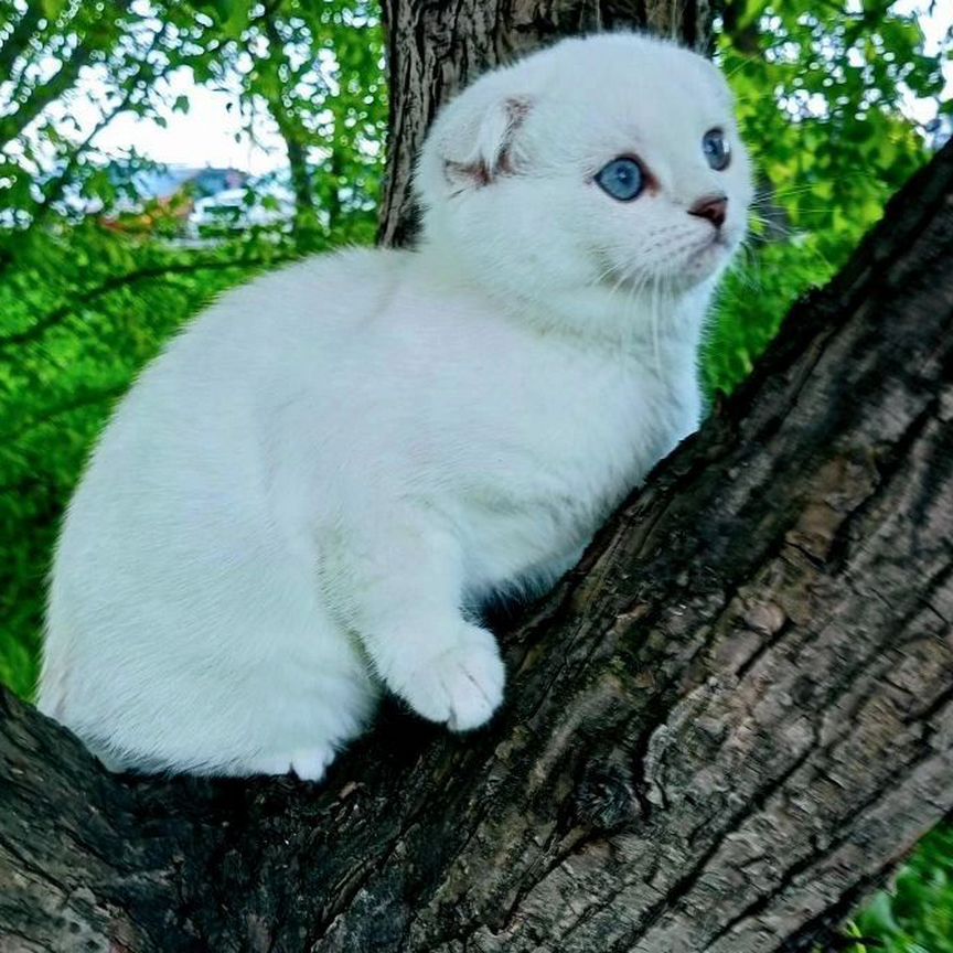 Шотландский вислоухий короткошёрстный котёнок