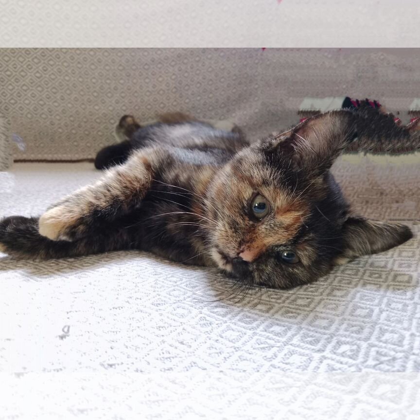 Котёнок в добрые руки