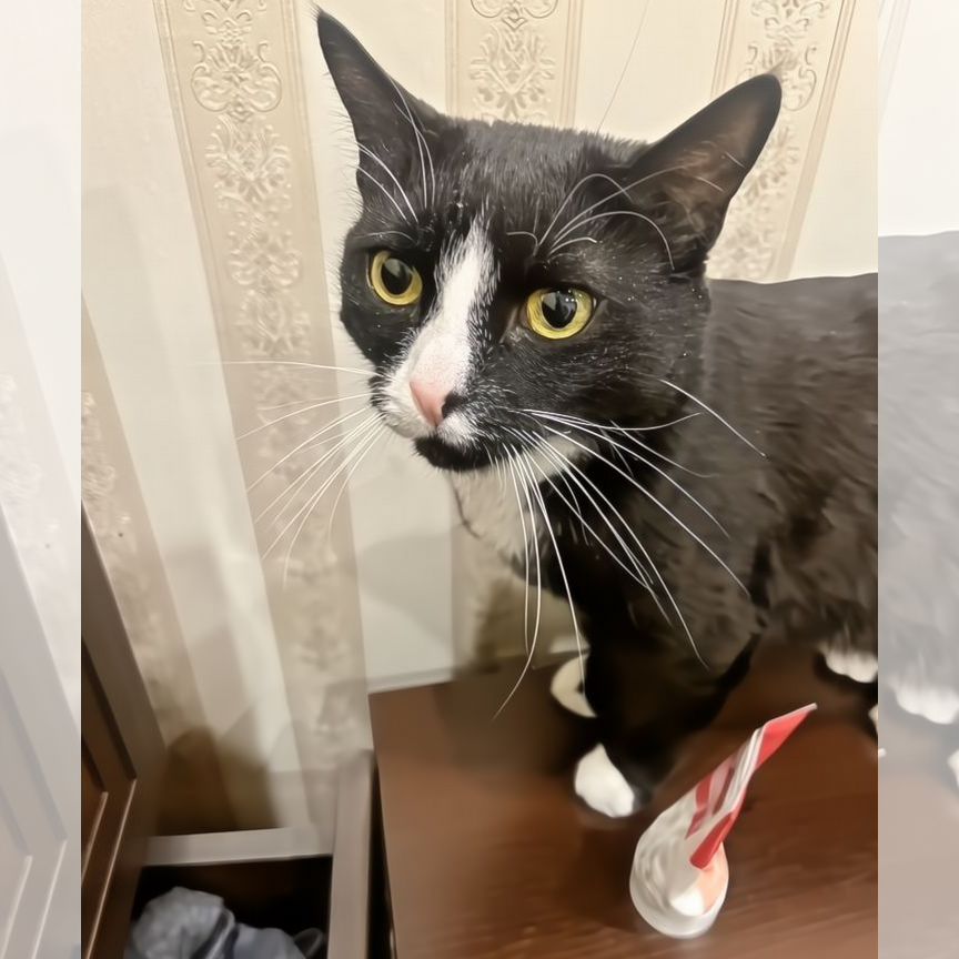 Взрослый кот в добрые руки