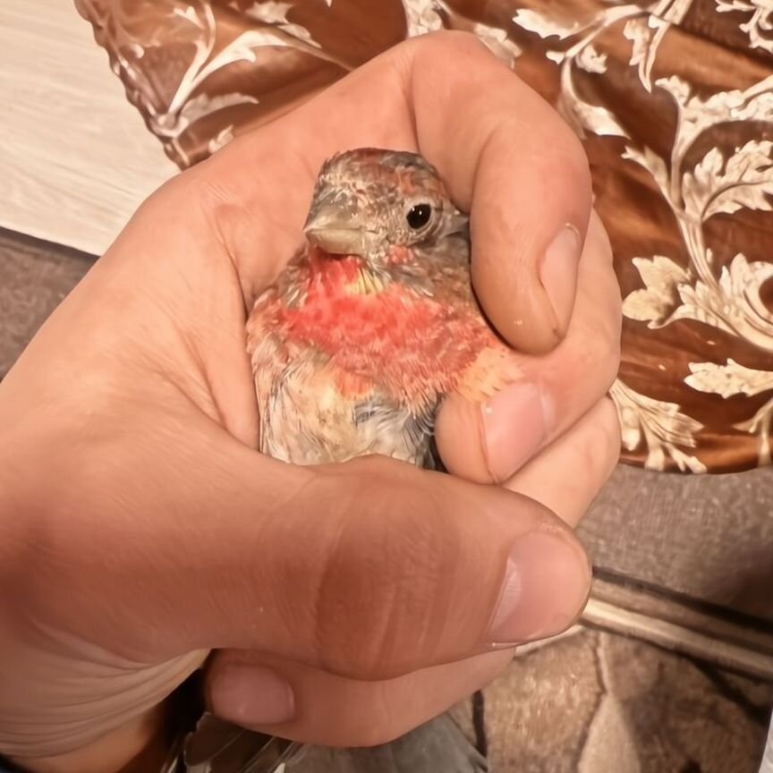 Певчие птицы