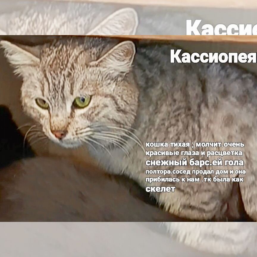 Кошка Кассиопея среднего размера. 2 года.тихая