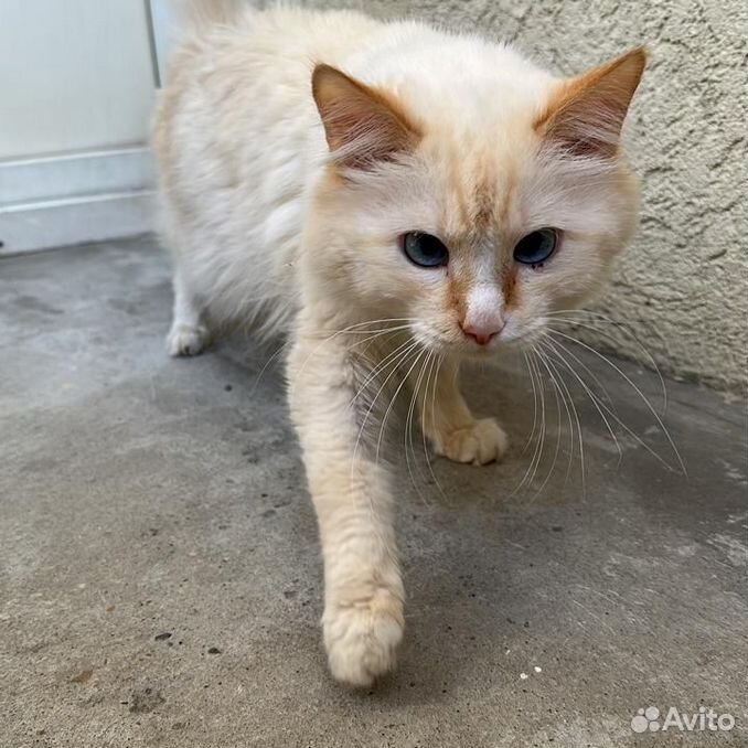 Кот в дар, 6 лет. Имя Дик. К лотку приучен