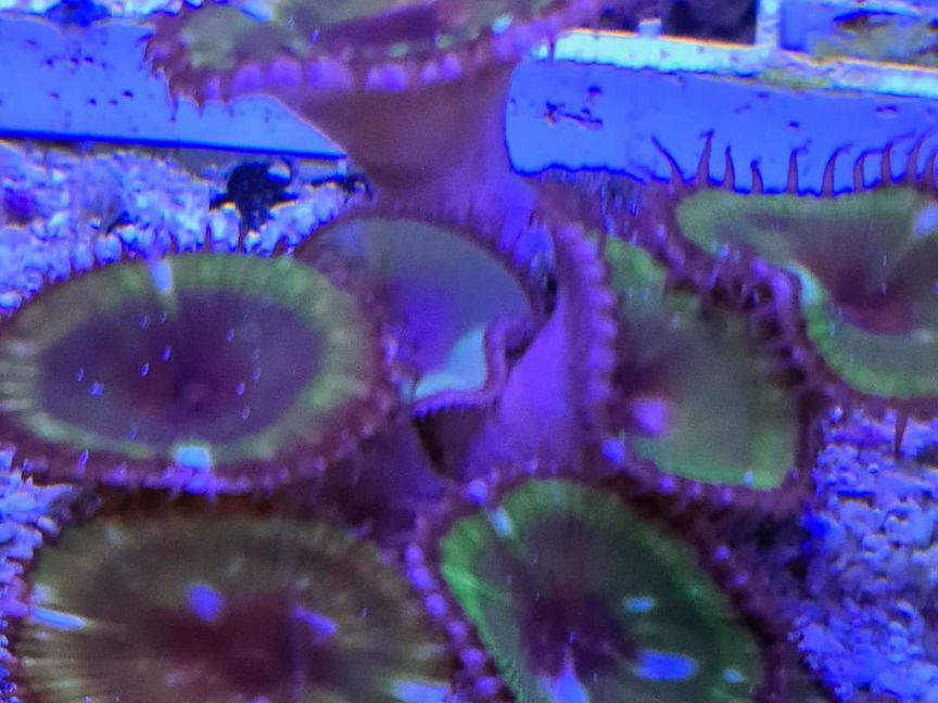 Морские кораллы