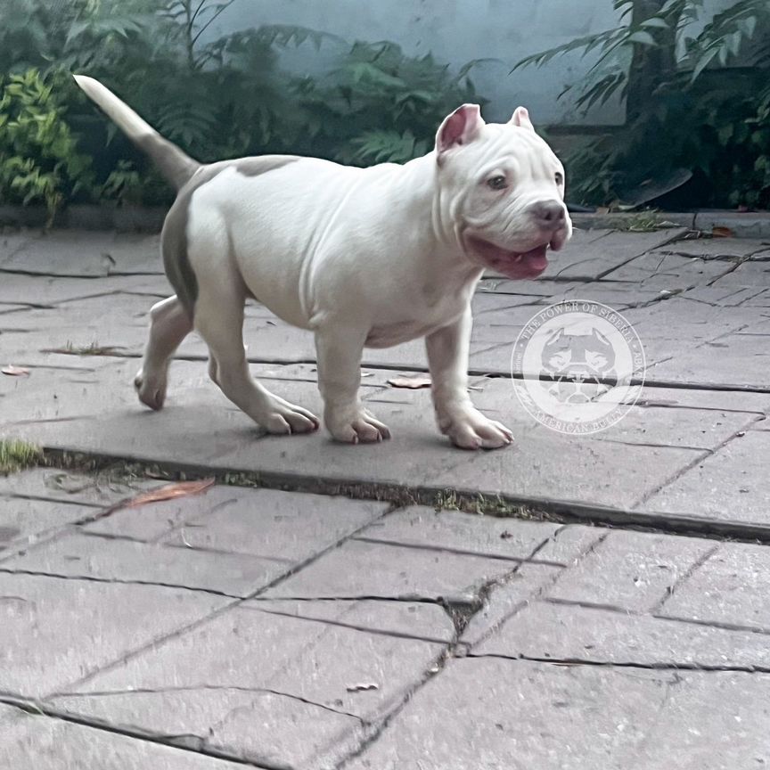 Щенок Американский Булли