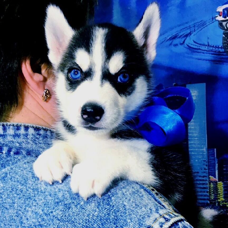 Классные собачки хаски