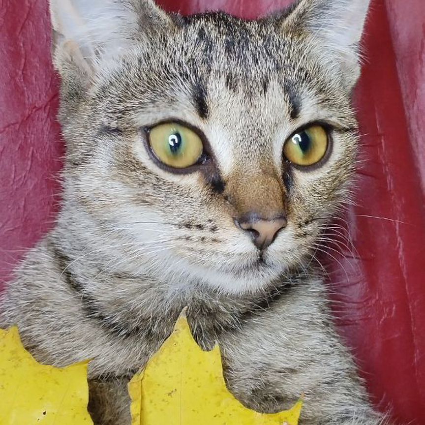 Миниатюрная кошечка