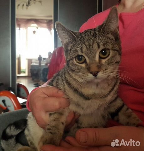 Симпатичная полосатая кошечка Тася в дар