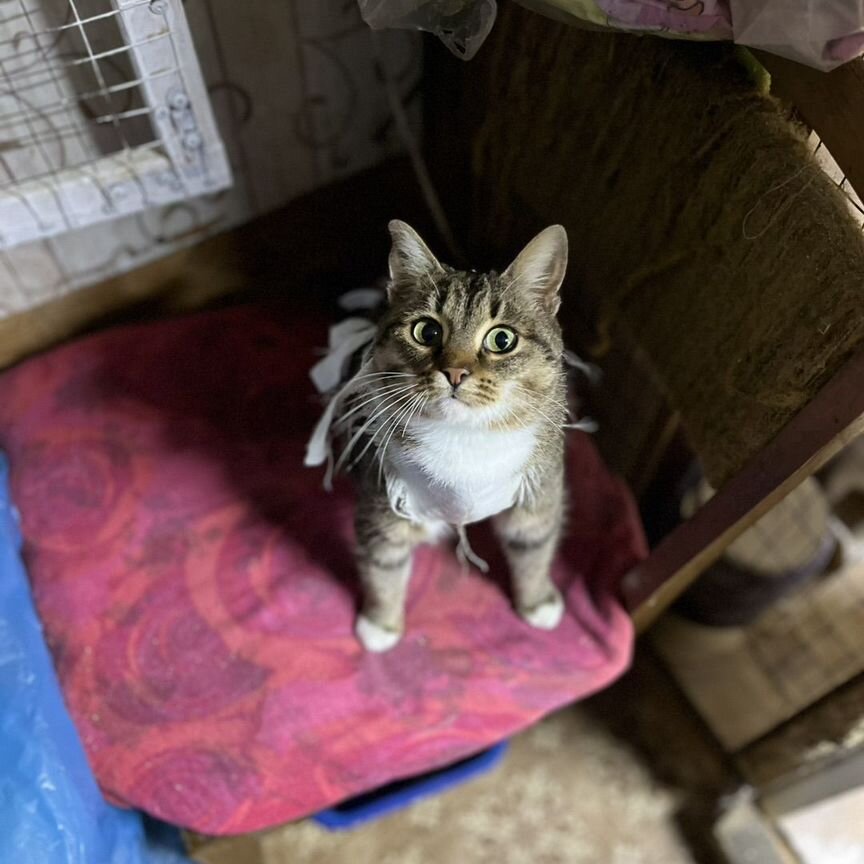 Кошка в добрые руки