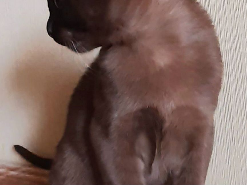 Бурманский котенок