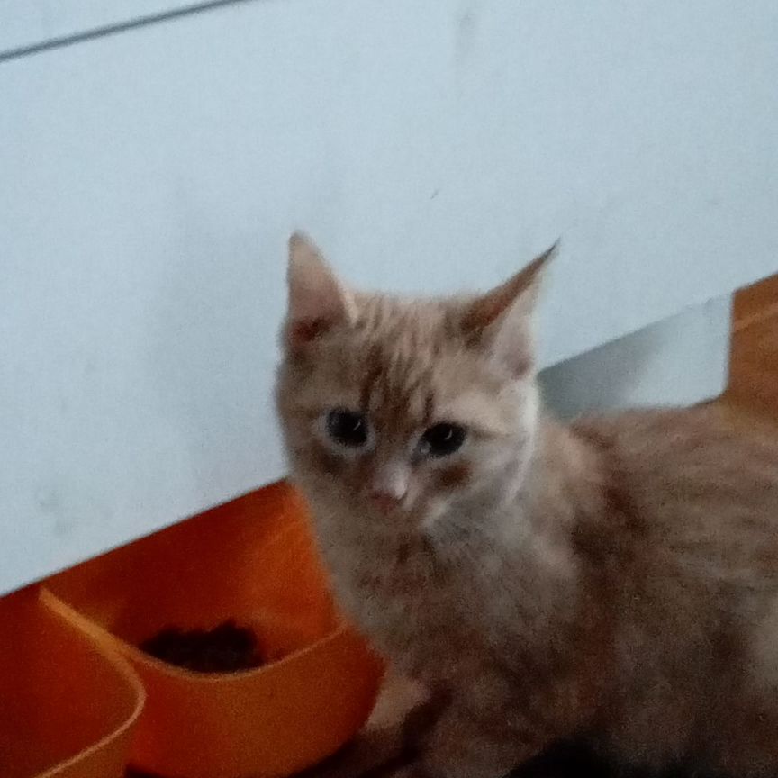 Кот барсик