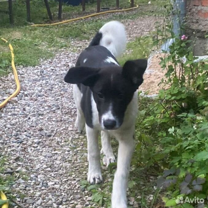 Собака в добрые руки щенок девочка Элли