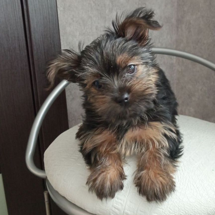 Йоркширский терьер, щенок