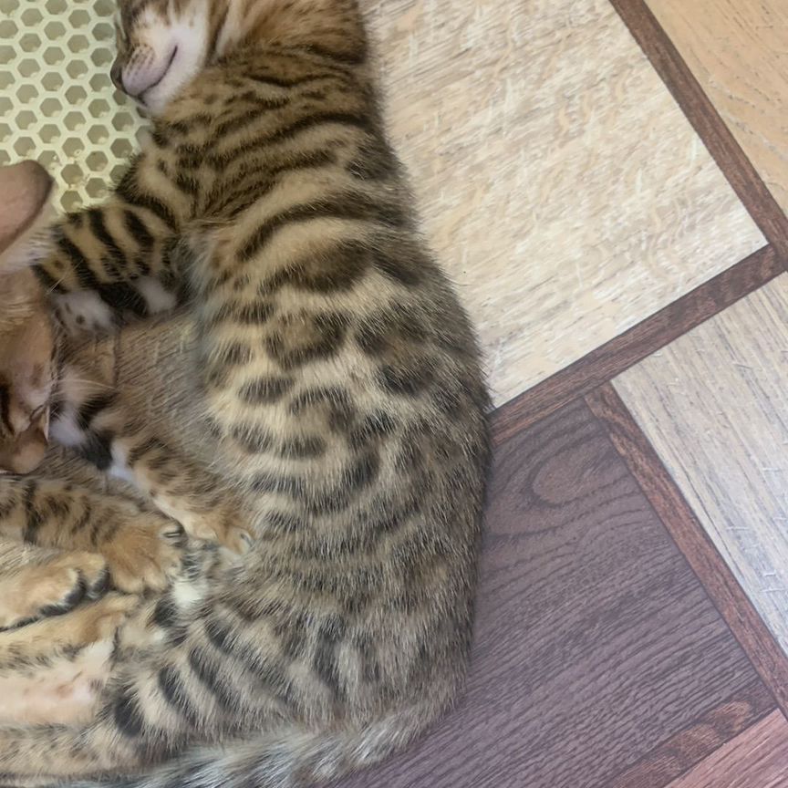 Бенгальская